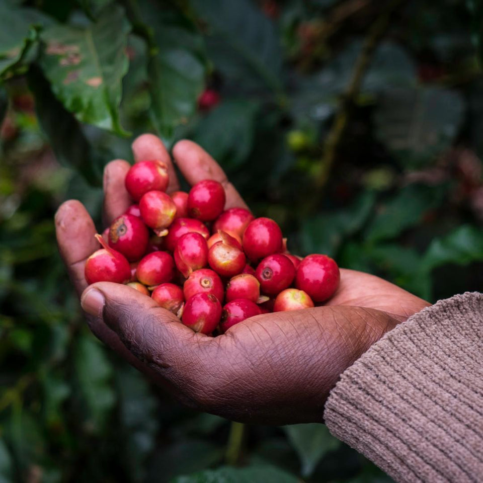 illy coffee, illy coffee machines and illy capsules - illy Australia